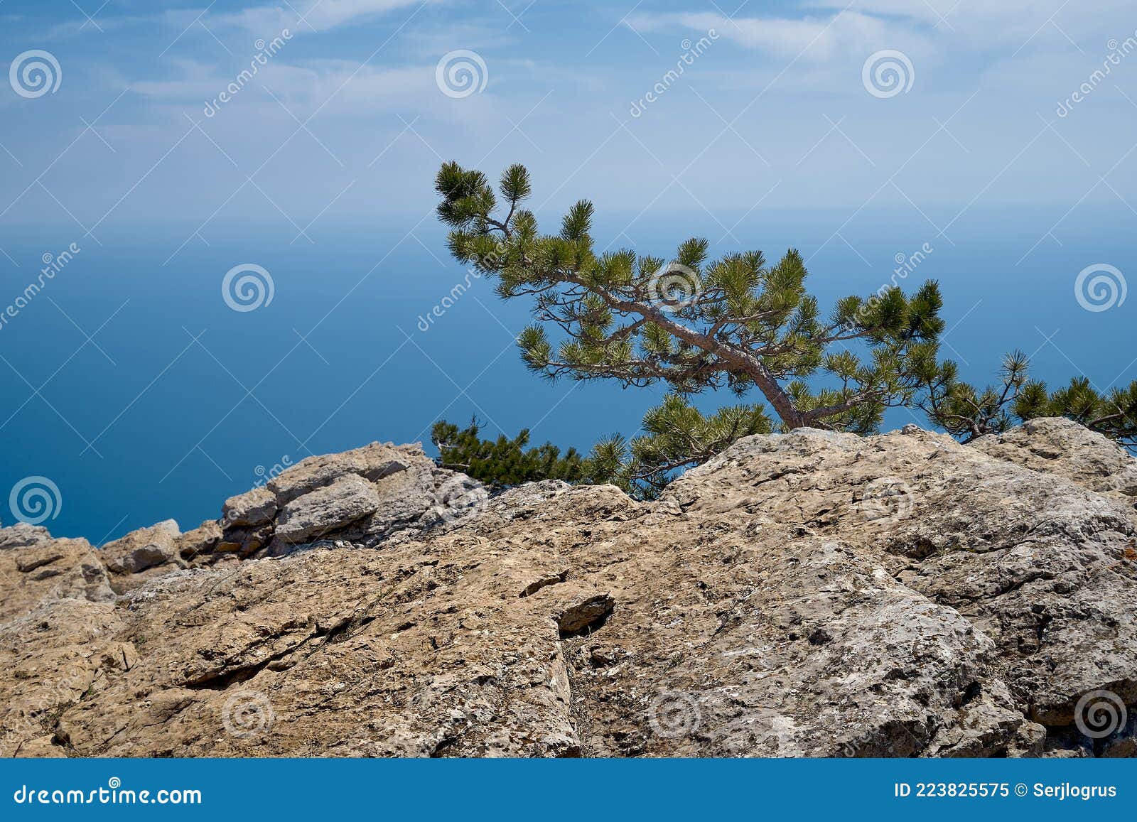 Pine Tree on the Rock. Rocky Mountains Stock Image - Image of rock ...