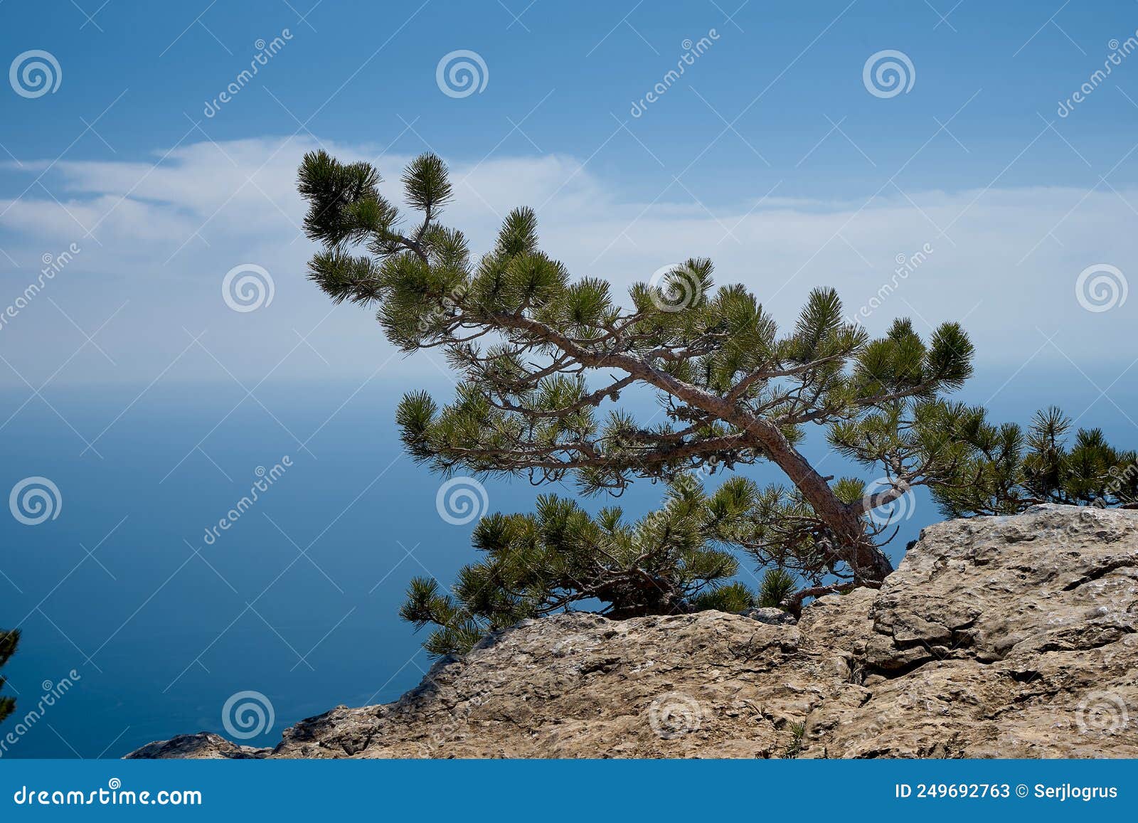 Pine Tree on the Rock. Rocky Mountains Stock Image - Image of ...