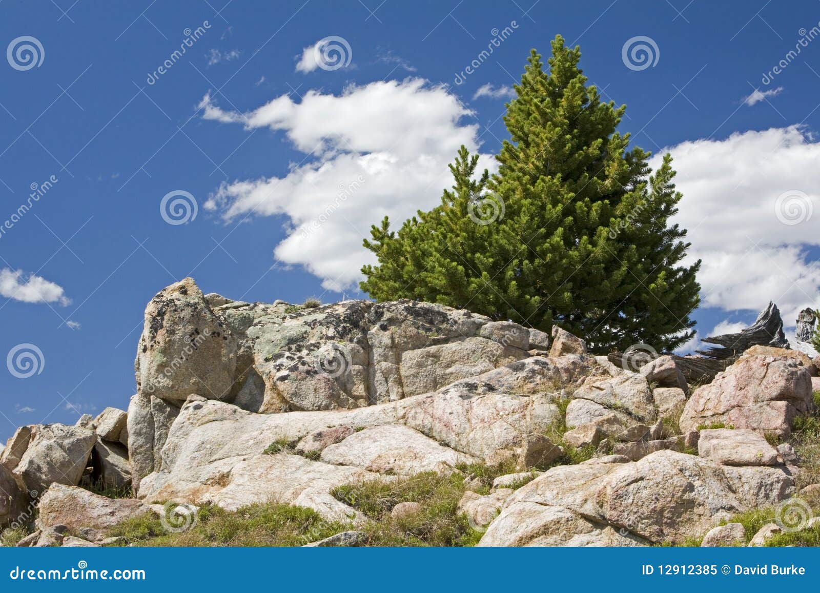 Pine tree and rocks stock image. Image of blue, meadow - 12912385