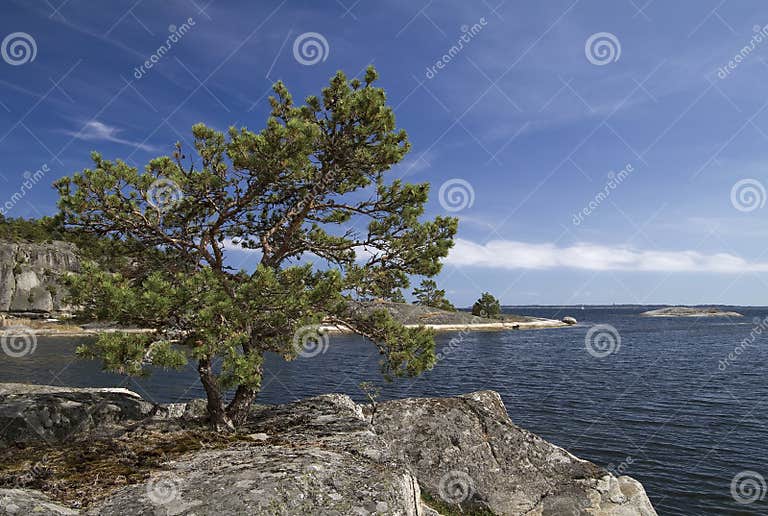 Pine tree on the rocks. stock image. Image of water, nature - 15264805