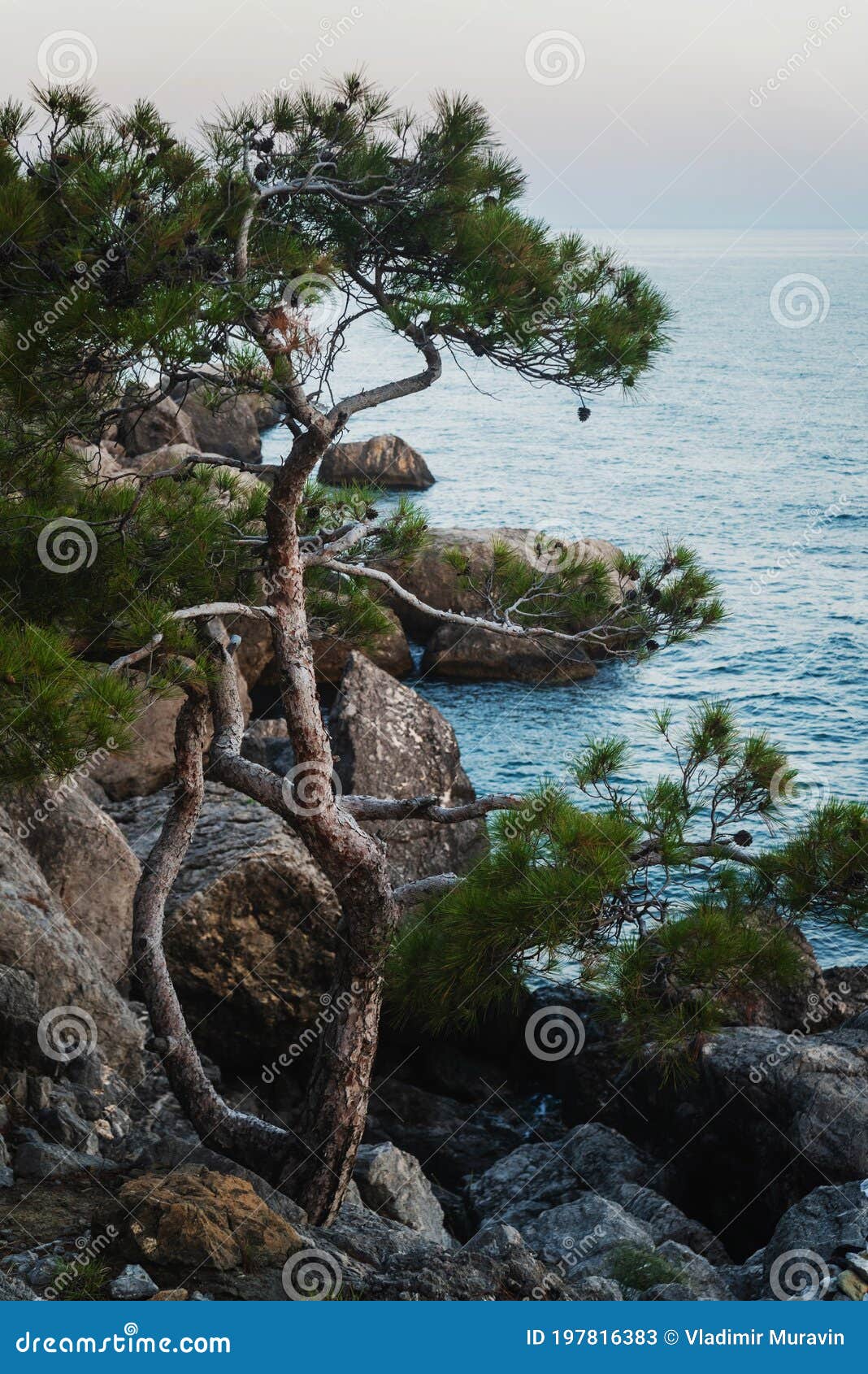 Pine Tree in the Rocks by the Sea Stock Image - Image of paradise ...