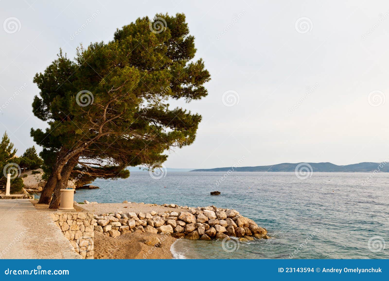 Pine Tree on the Rocky Beach in Brela Stock Photo - Image of coastline ...