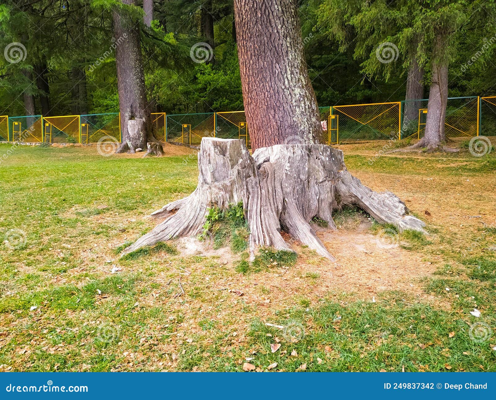 Pine Tree at the Root of a Dry Tree Stock Photo - Image of icon, brown ...