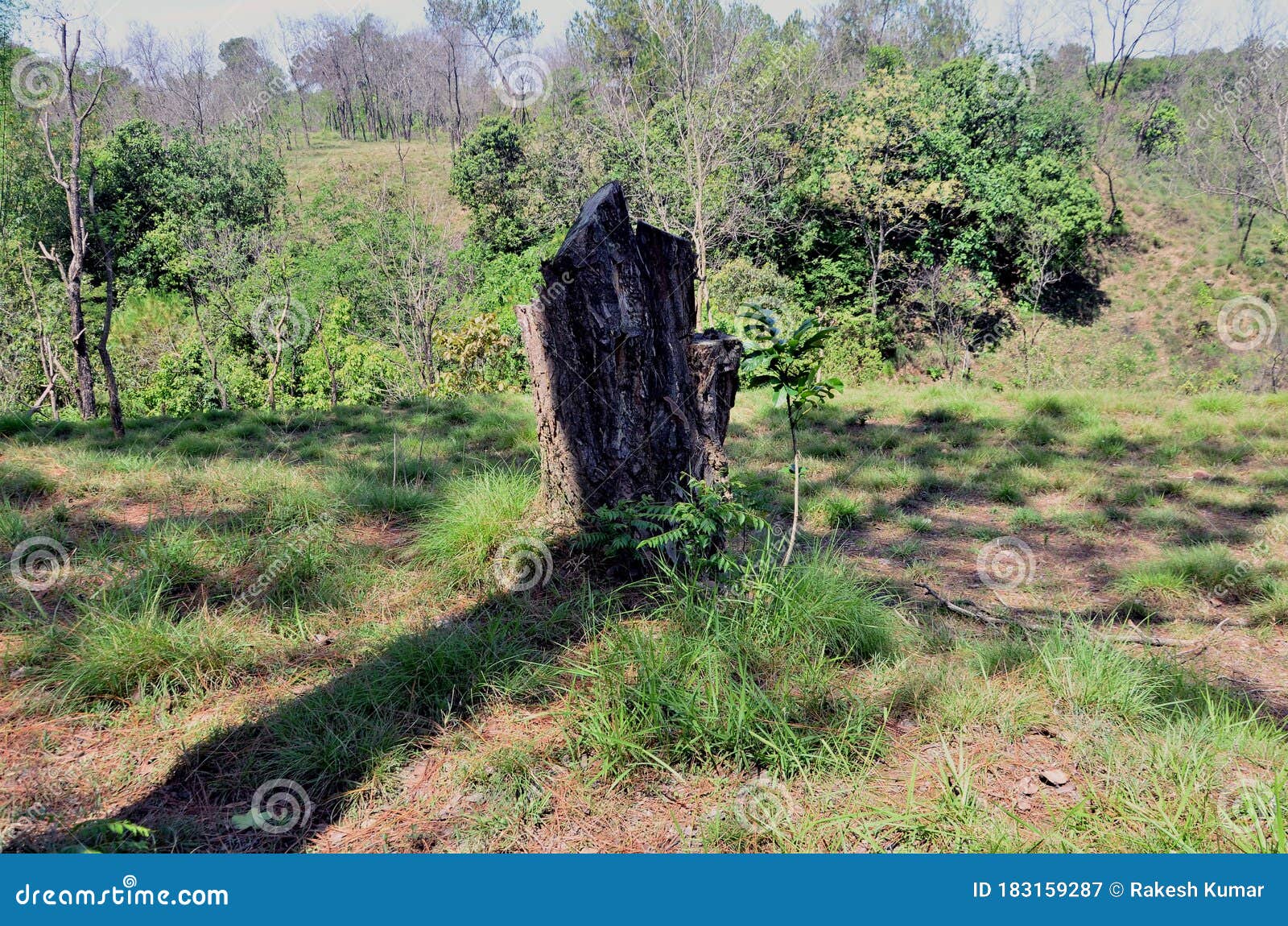 Pine Tree Root in Forest of Kangoo Town HImachal Pradesh India Stock ...