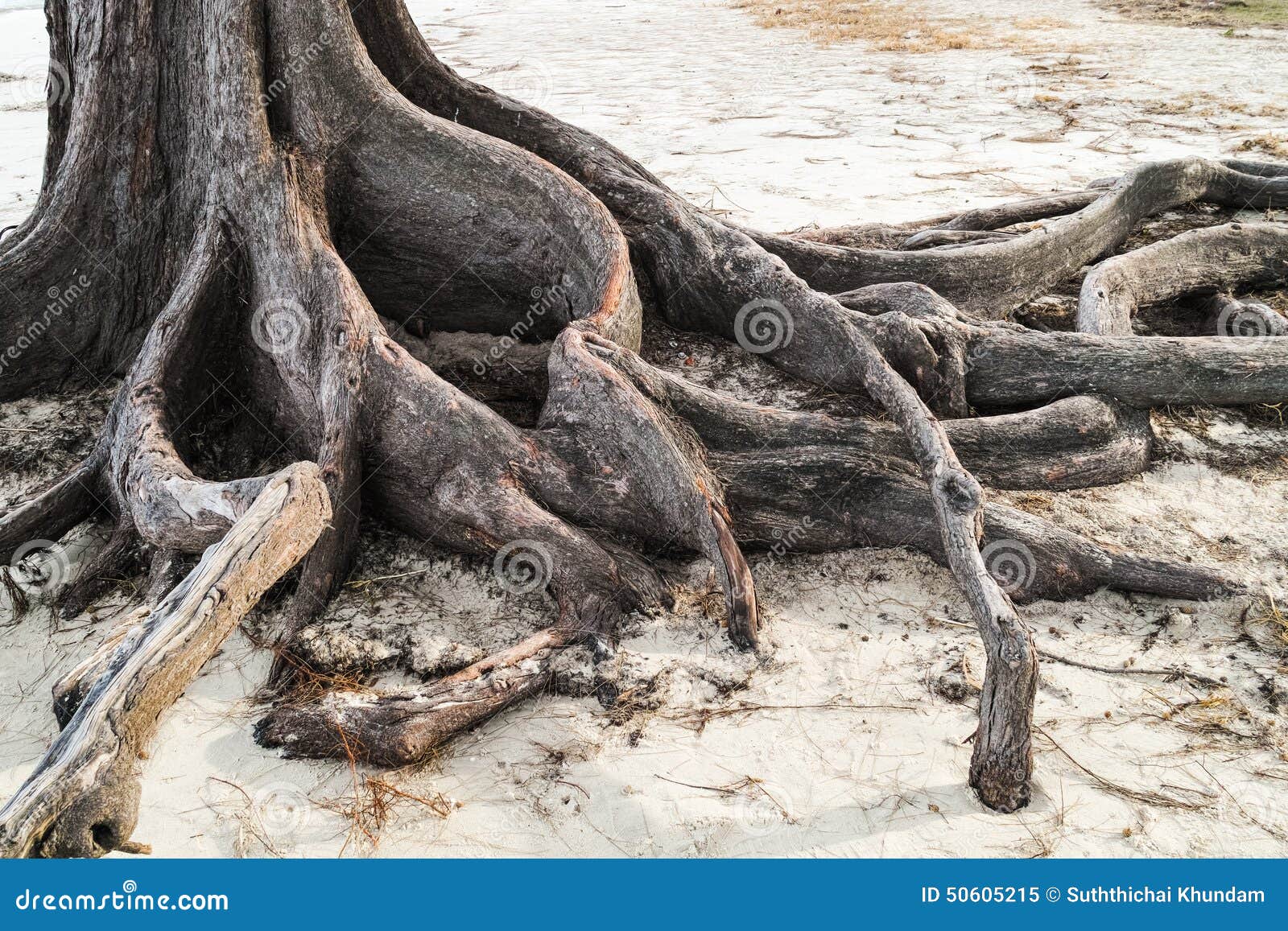 Pine Tree Roots on the Beach Stock Image - Image of branches ...