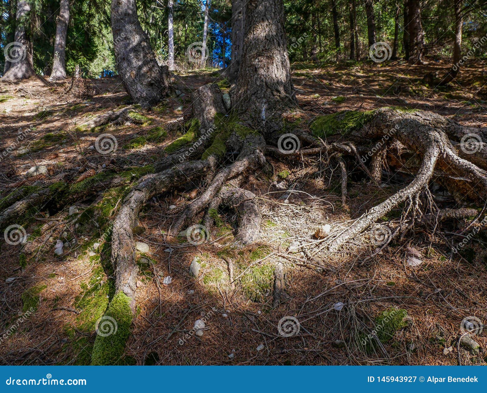 Pine Tree Roots Close Up Shot in the Forest Stock Image - Image of ...