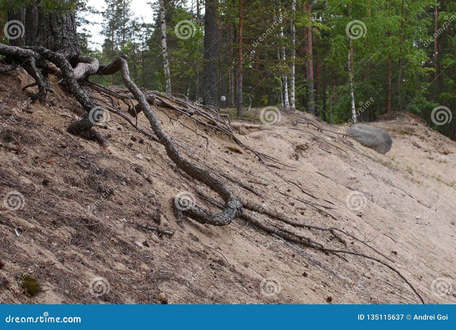 Pine Tree Roots on Dry Sand Stock Image - Image of natural, inverted ...