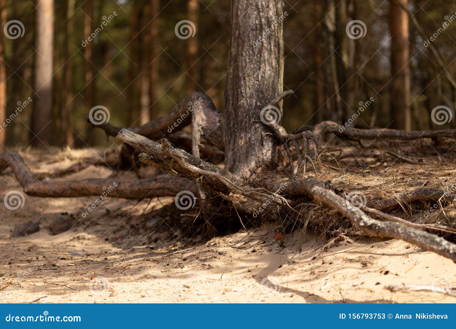 Pine Tree Roots At The Forest Canopy Surface Close Up Mossy Tree