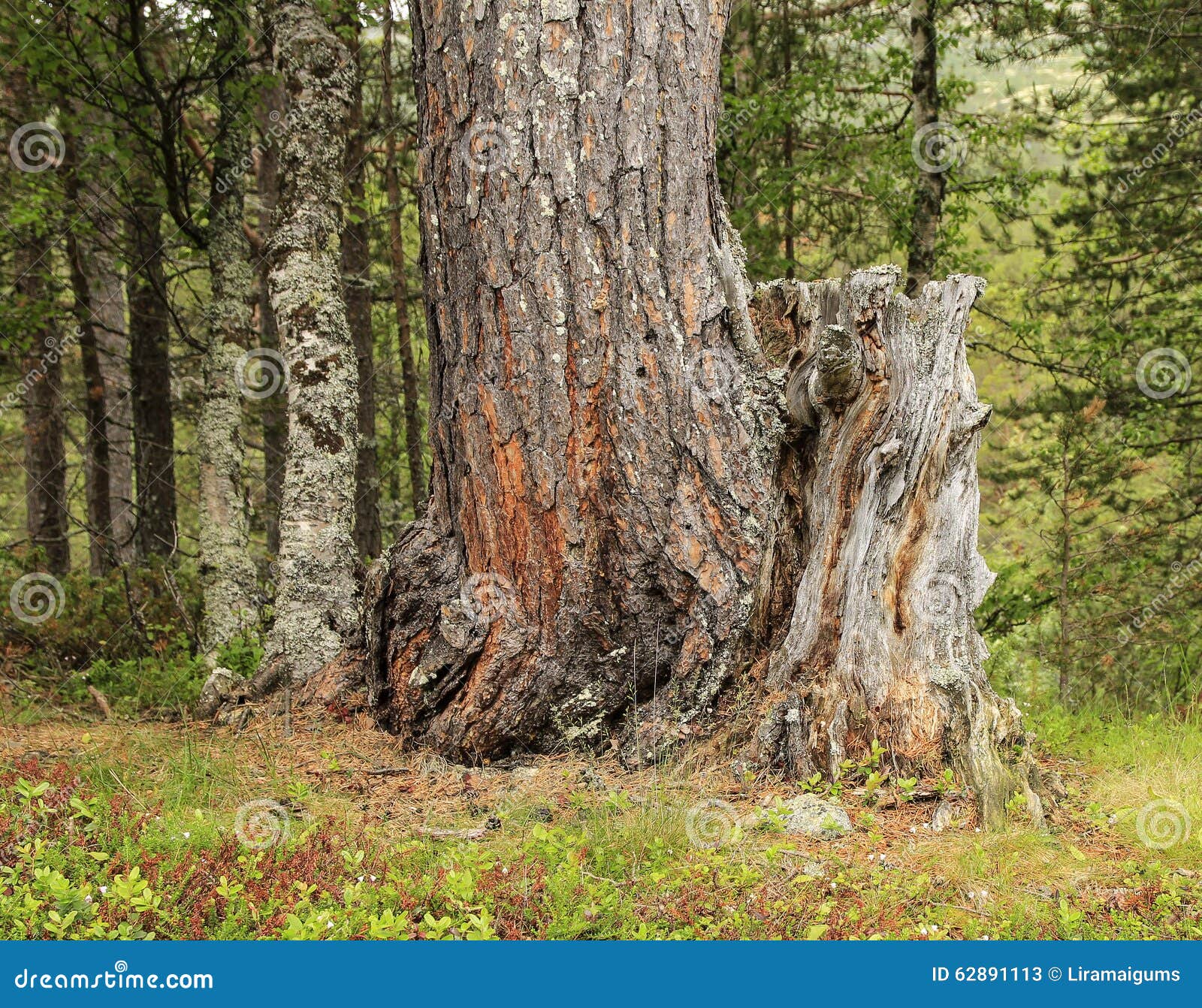Pine tree roots stock image. Image of roots, nature, summer - 62891113
