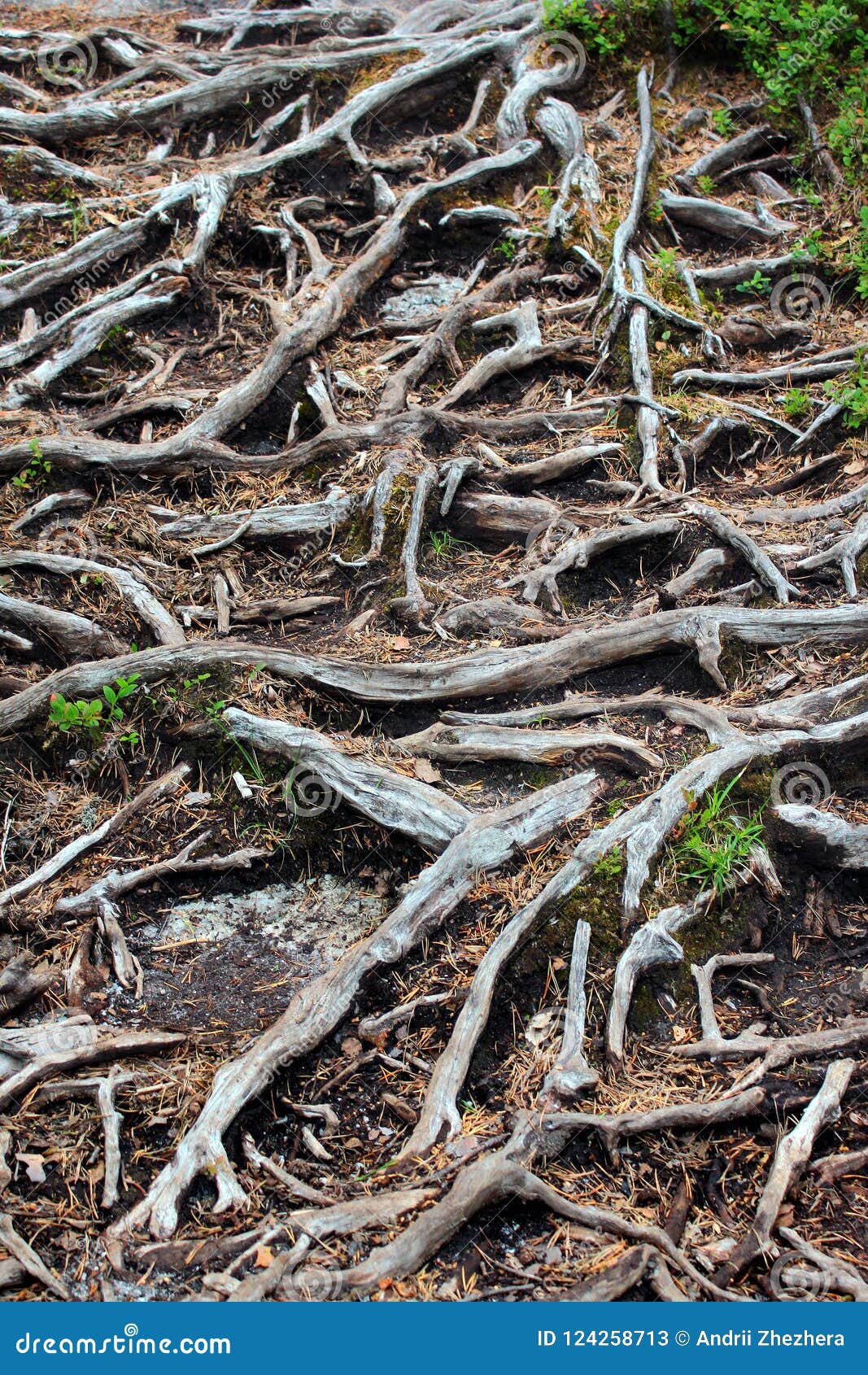 Pine Tree Roots on a Pathway in the Forest Stock Image - Image of ...