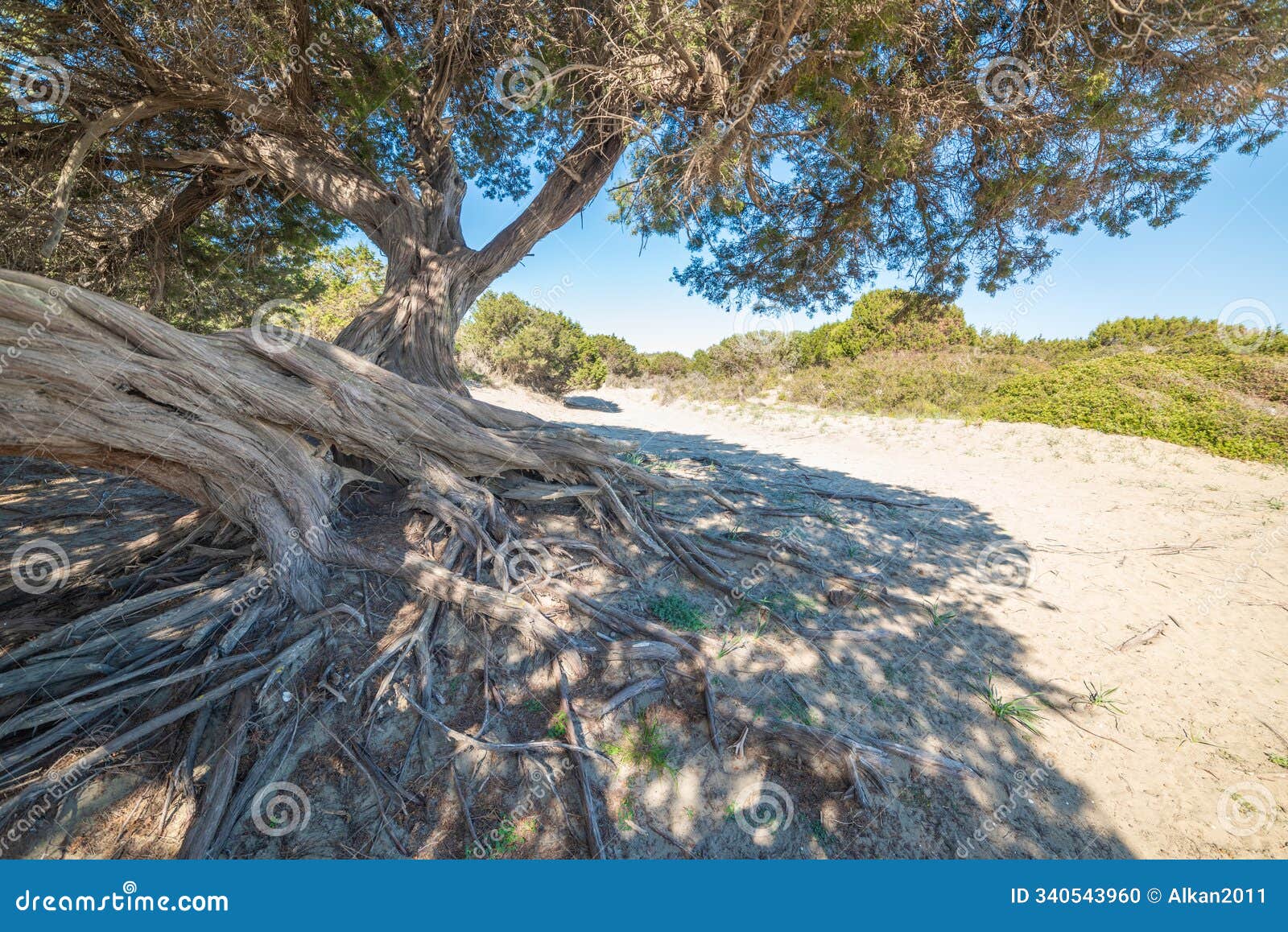 Pine Tree Roots on the Sand Stock Photo - Image of bark, forest: 340543960