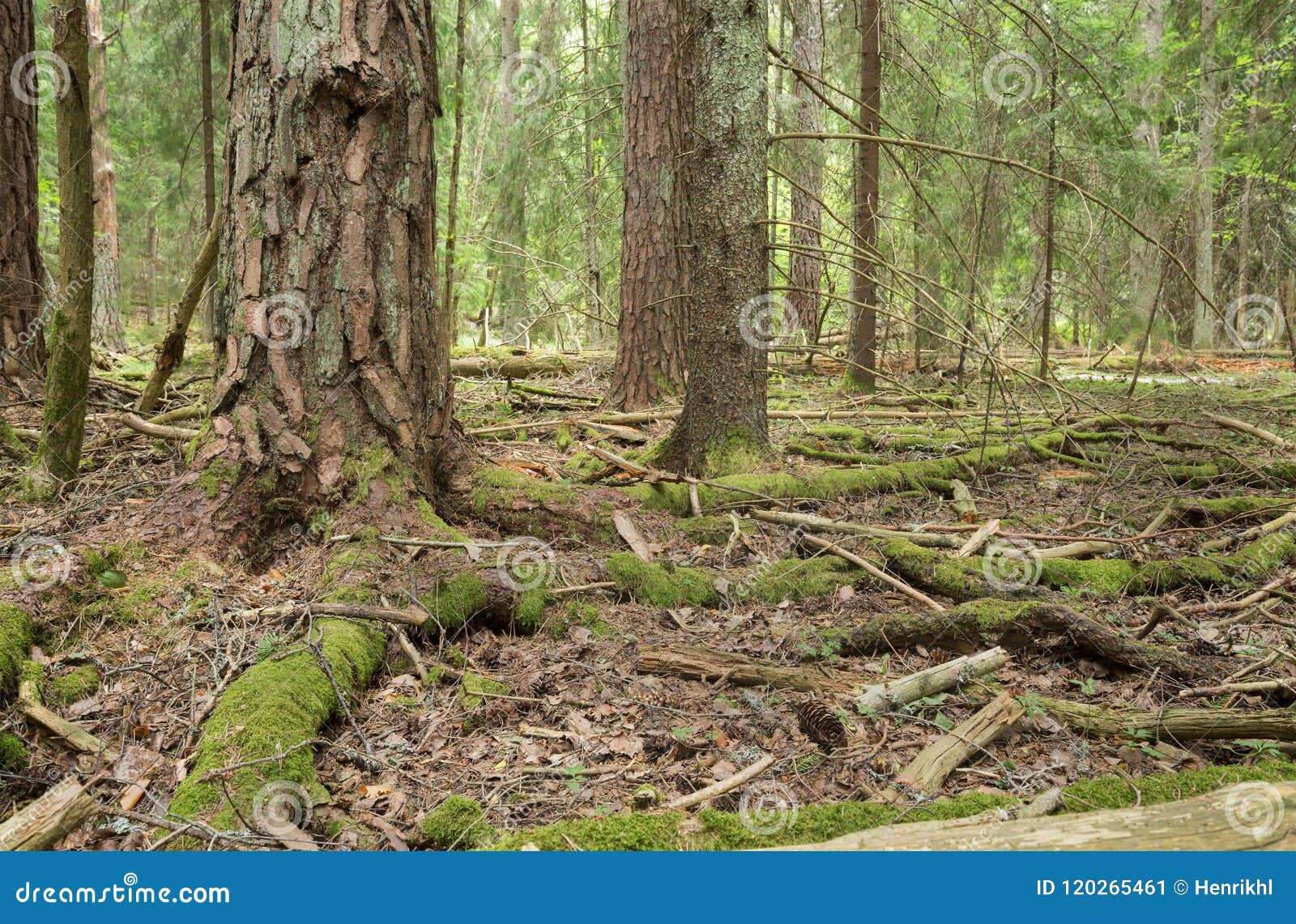 Pine Tree and Roots in Untouched Natural Forest Stock Image - Image of ...