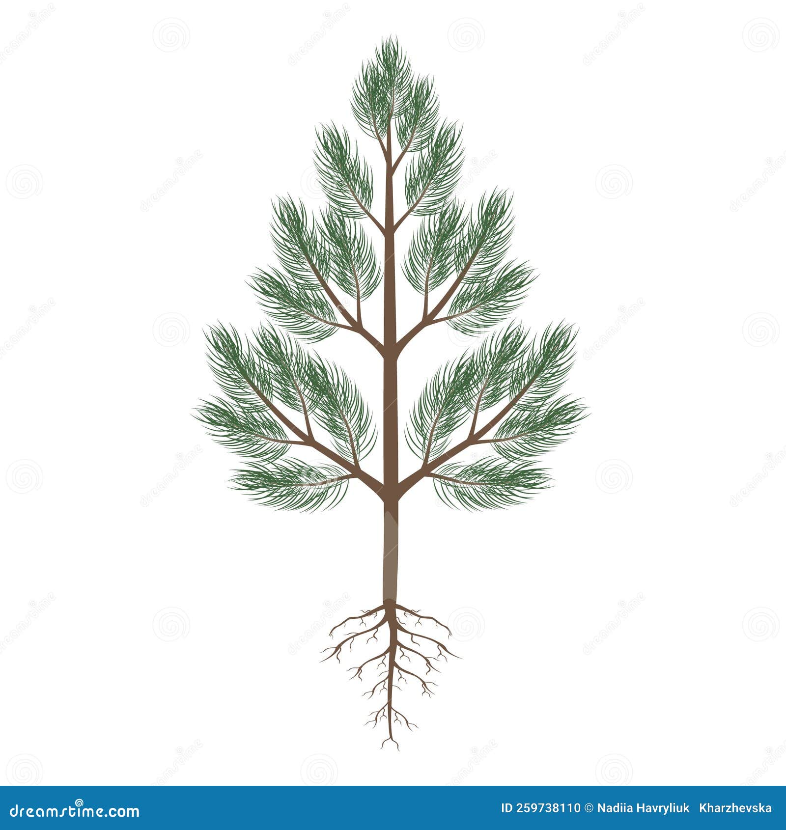 Pine Tree Roots Drawing