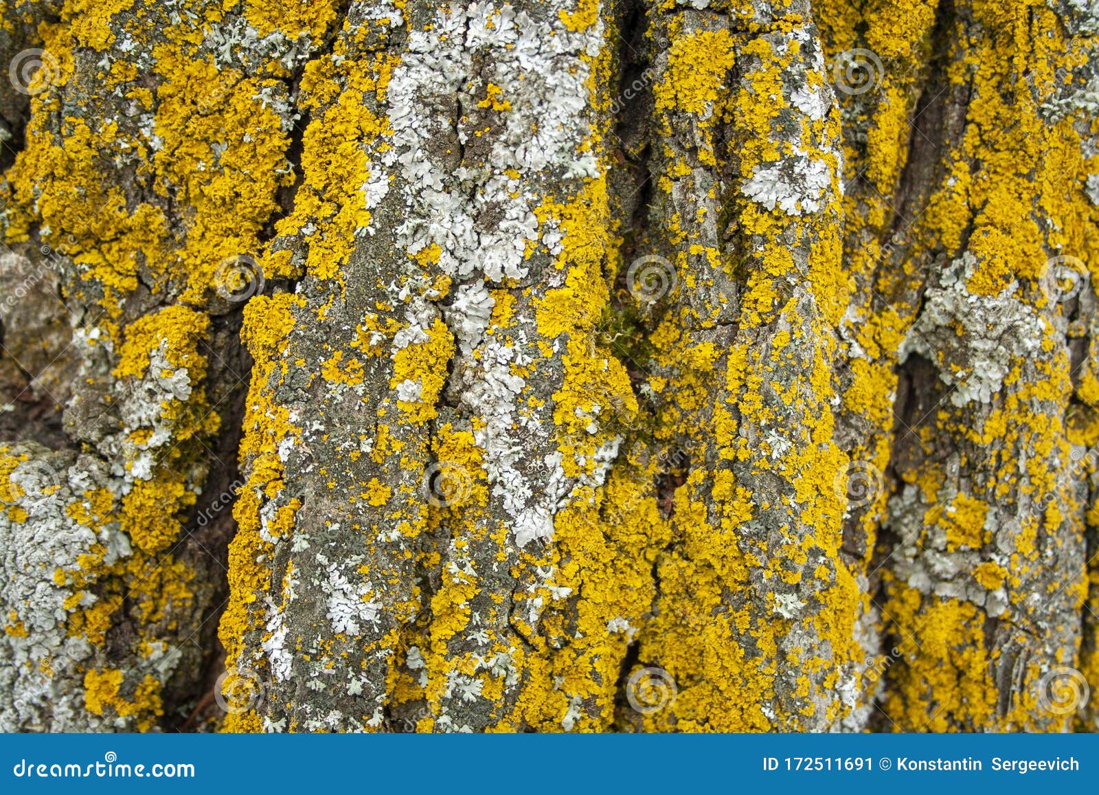 Pine tree rough stock image. Image of wooden, aging - 172511691