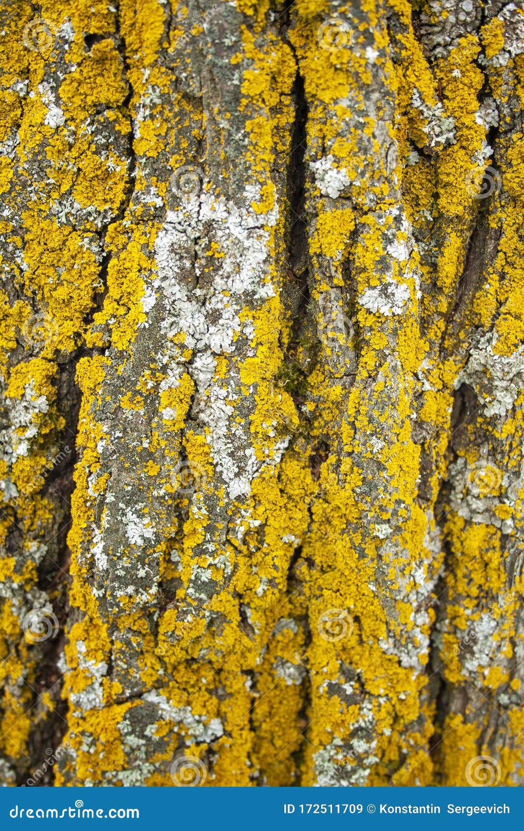 Pine tree rough stock image. Image of texture, nature - 172511709