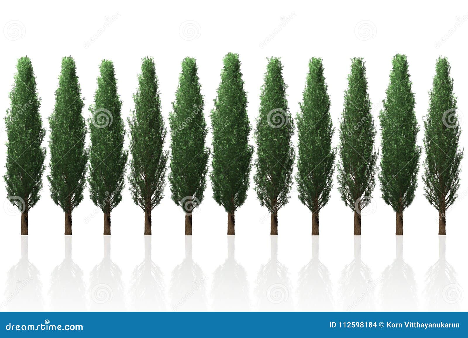 Pine Tree Row Isolated 3D Illustration for Graphics Stock Photo - Image ...