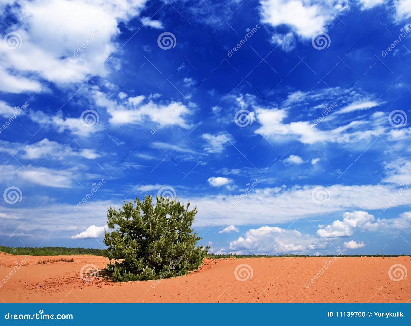 Pine tree in a sand stock photo. Image of grainy, sand - 11139700