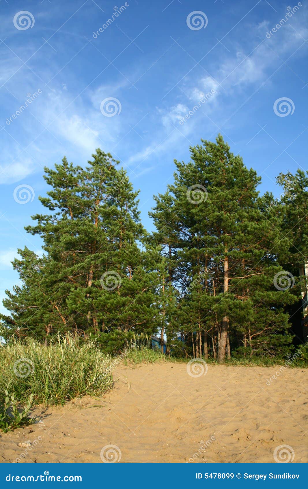 Pine tree on sand beac stock image. Image of bright, crown - 5478099