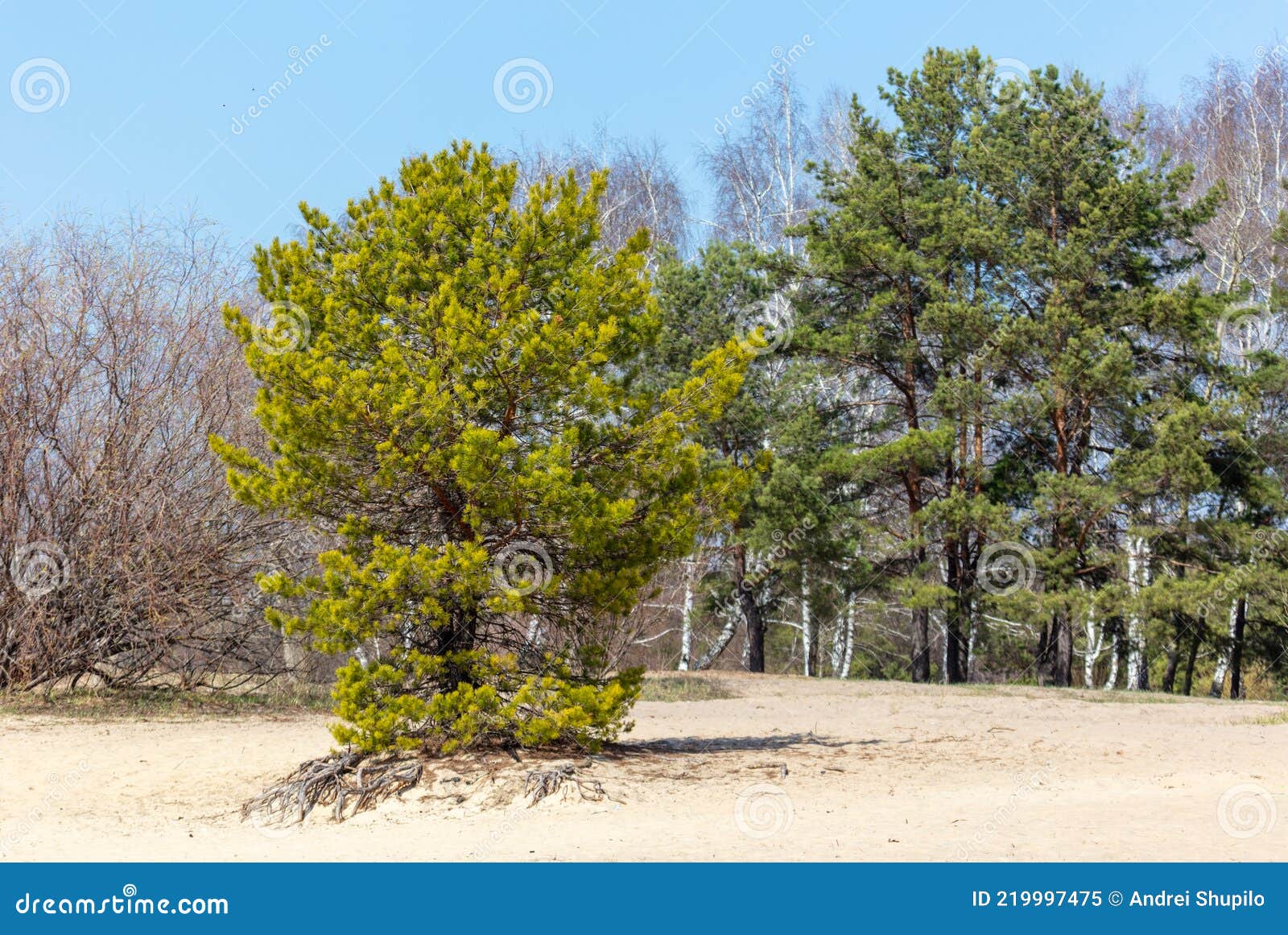 Pine Tree in the Sand by the Lake. Stock Image - Image of scenic ...