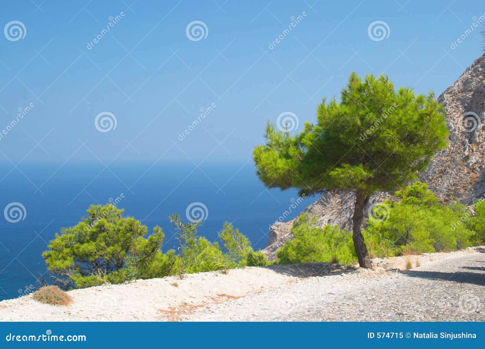 Pine Tree, Santorini, Greece Stock Image - Image of idyllic, greece: 574715