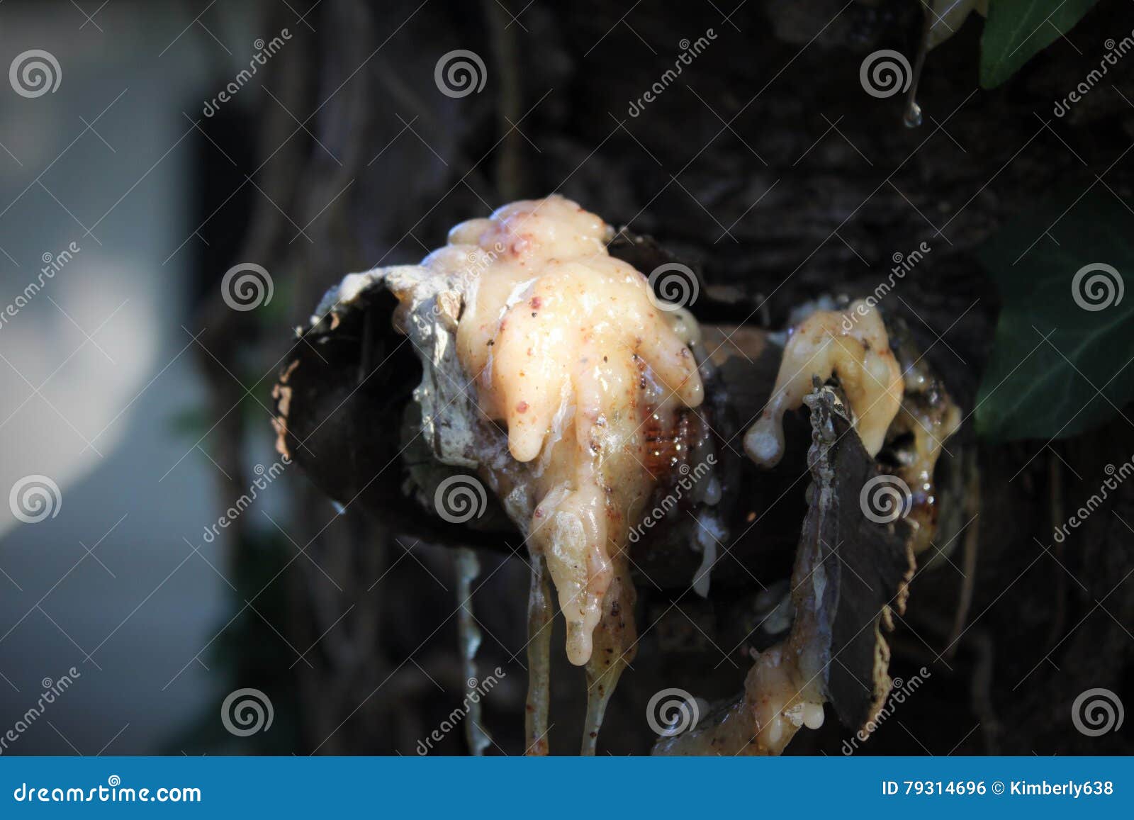 443 Sap Evergreen Stock Photos - Free & Royalty-Free Stock Photos from ...