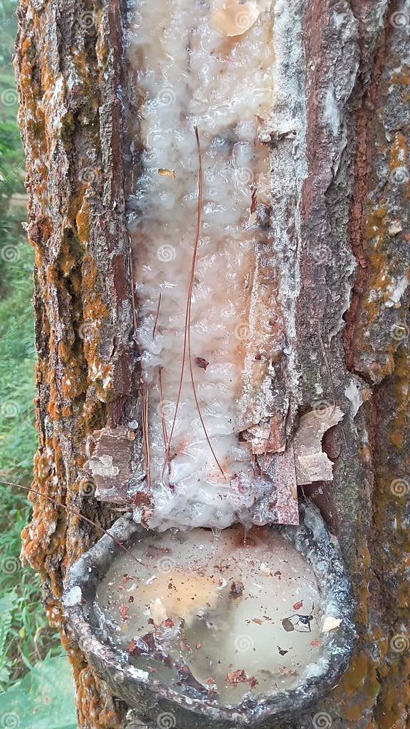 Pine tree sap stock photo. Image of rock, terrain, formation - 281710428