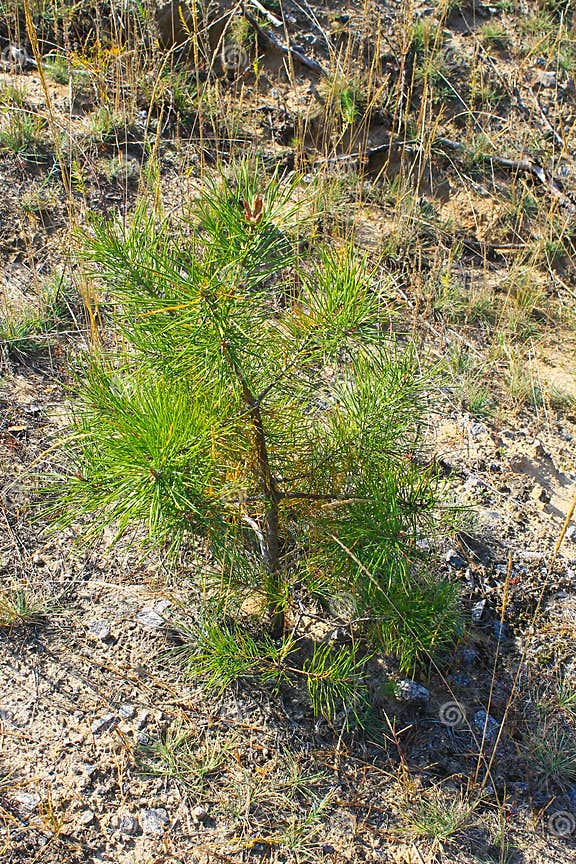 Pine Tree Sapling in a Forest Stock Photo - Image of plant, macro: 85099850