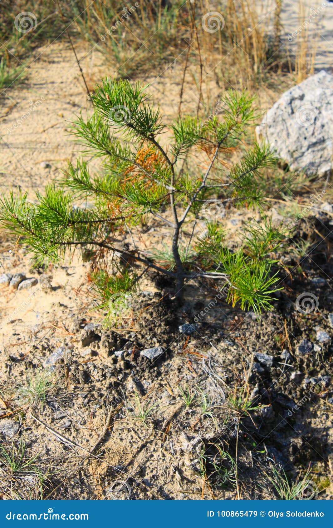 Pine Tree Sapling in a Forest Stock Image - Image of sapling, ecology ...
