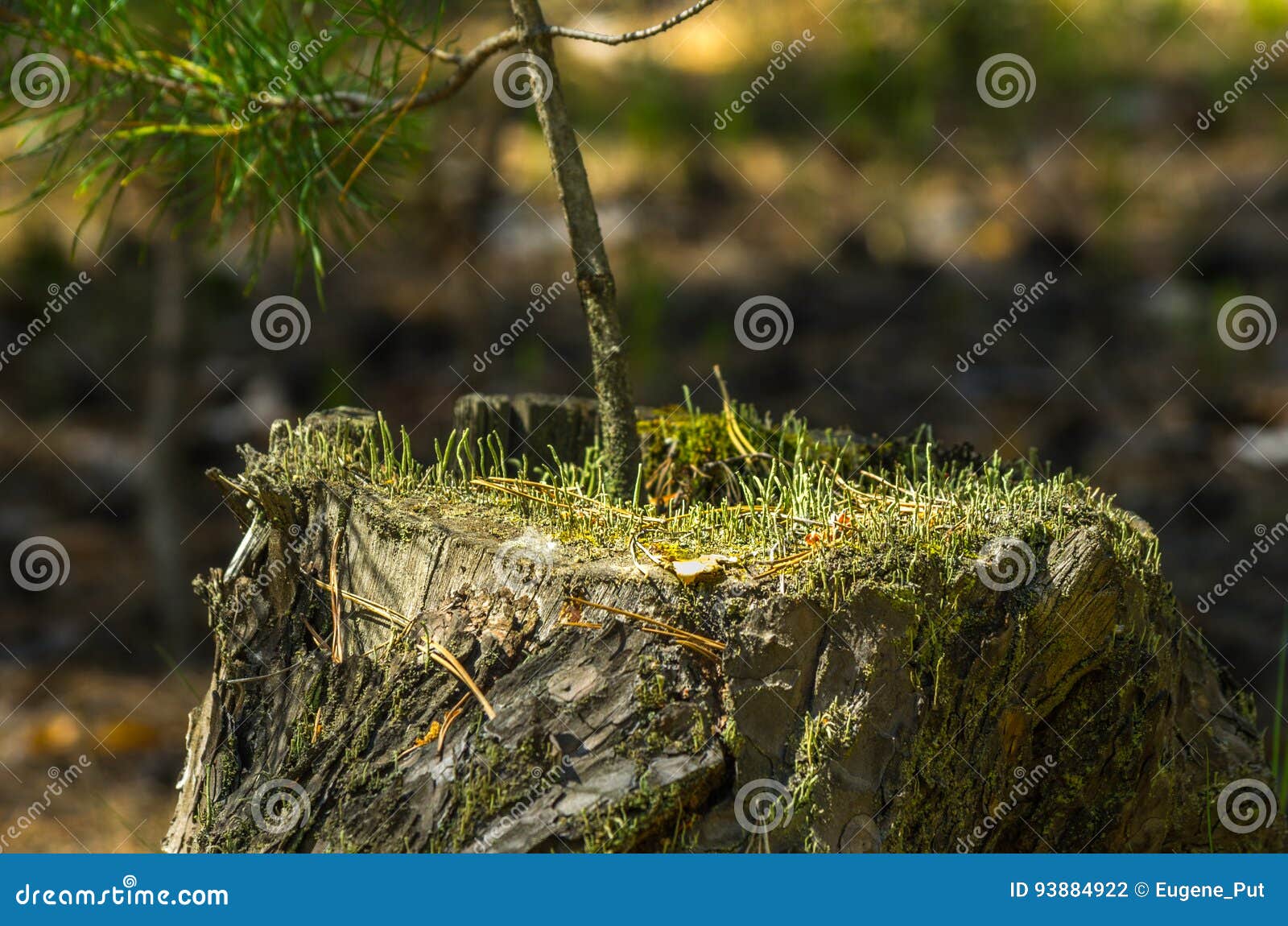 A Pine Tree Sapling on an Old Stump Lit with Bright Sun Stock Photo ...