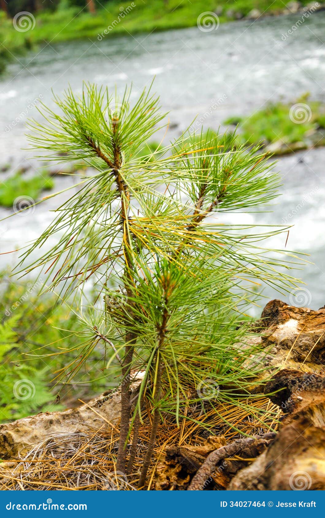 Oak Tree Sapling Recently Sprouted From Seed, Seed Still Attached Cross ...