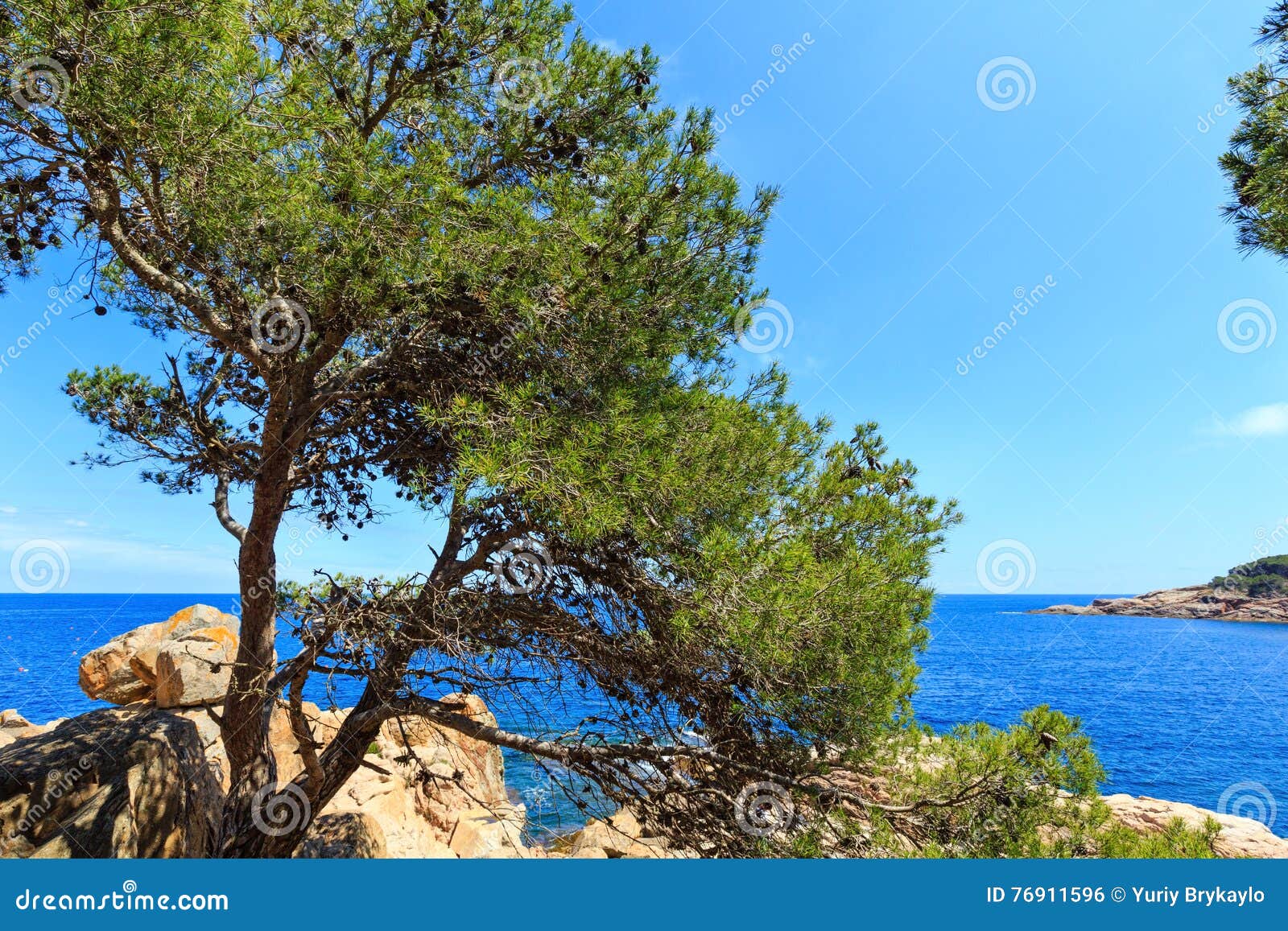 Pine tree on sea coast. stock photo. Image of spain, rocky - 76911596