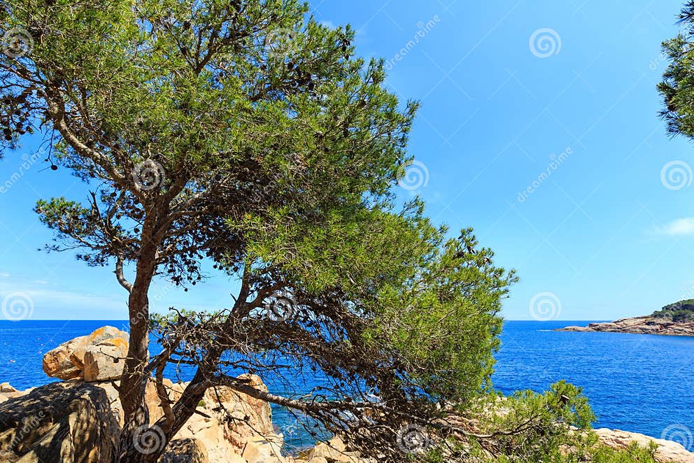 Pine tree on sea coast. stock photo. Image of spain, rocky - 76911596