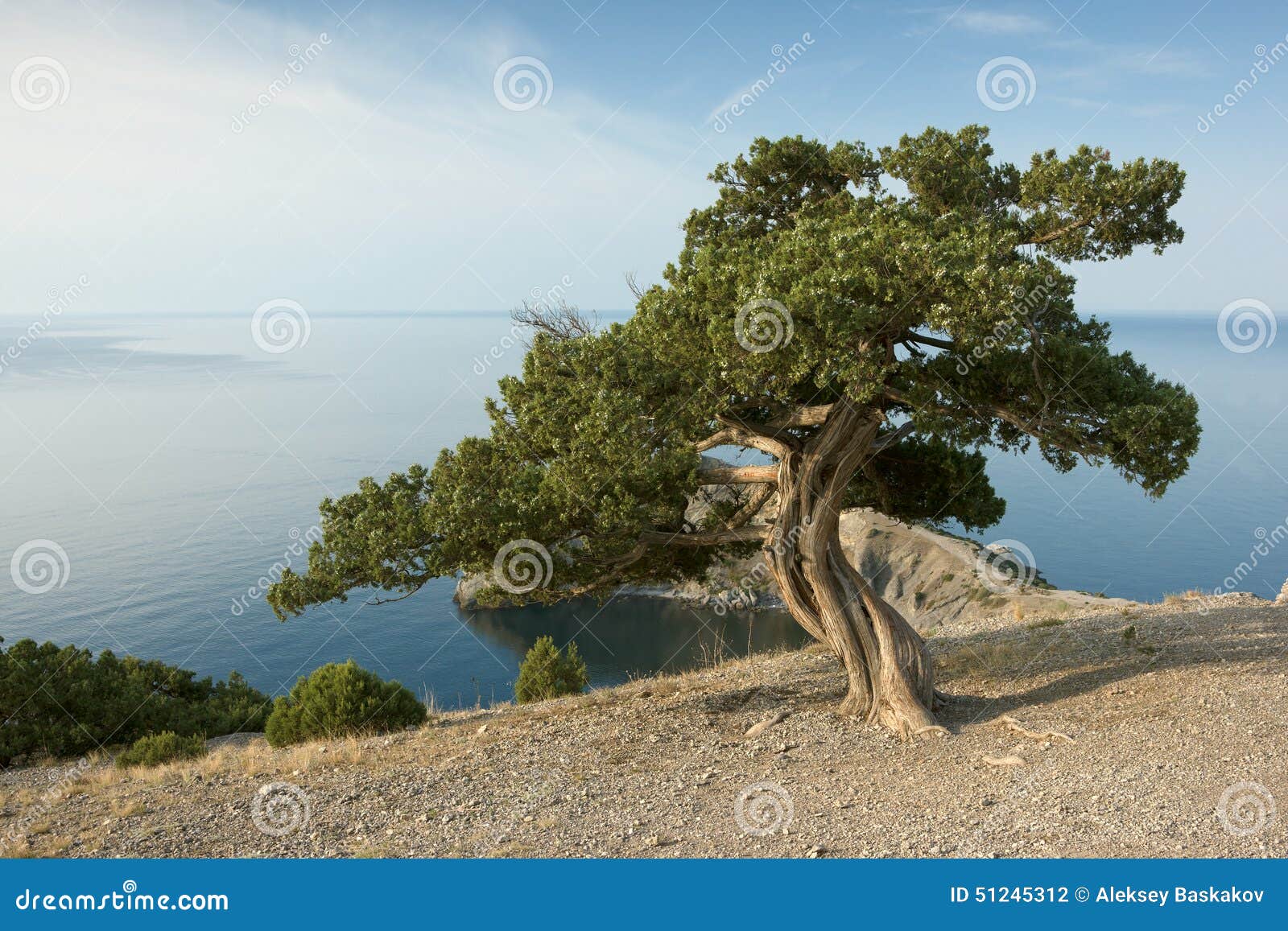 Pine tree on sea coast stock photo. Image of lonely, pine - 51245312