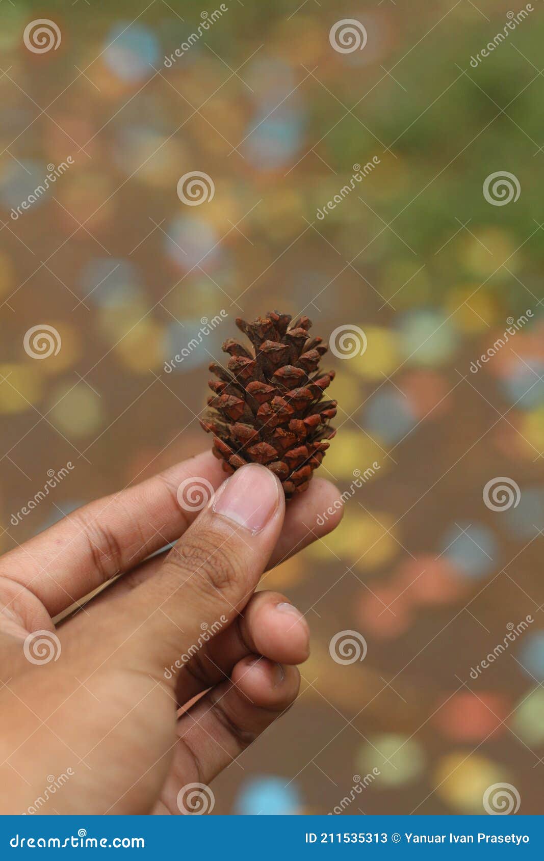 Pine tree seed stock image. Image of autumn, soil, branch - 211535313
