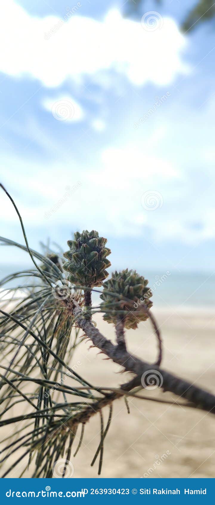 Pine Tree Seed Attached To Branch at the Beach Stock Image - Image of ...