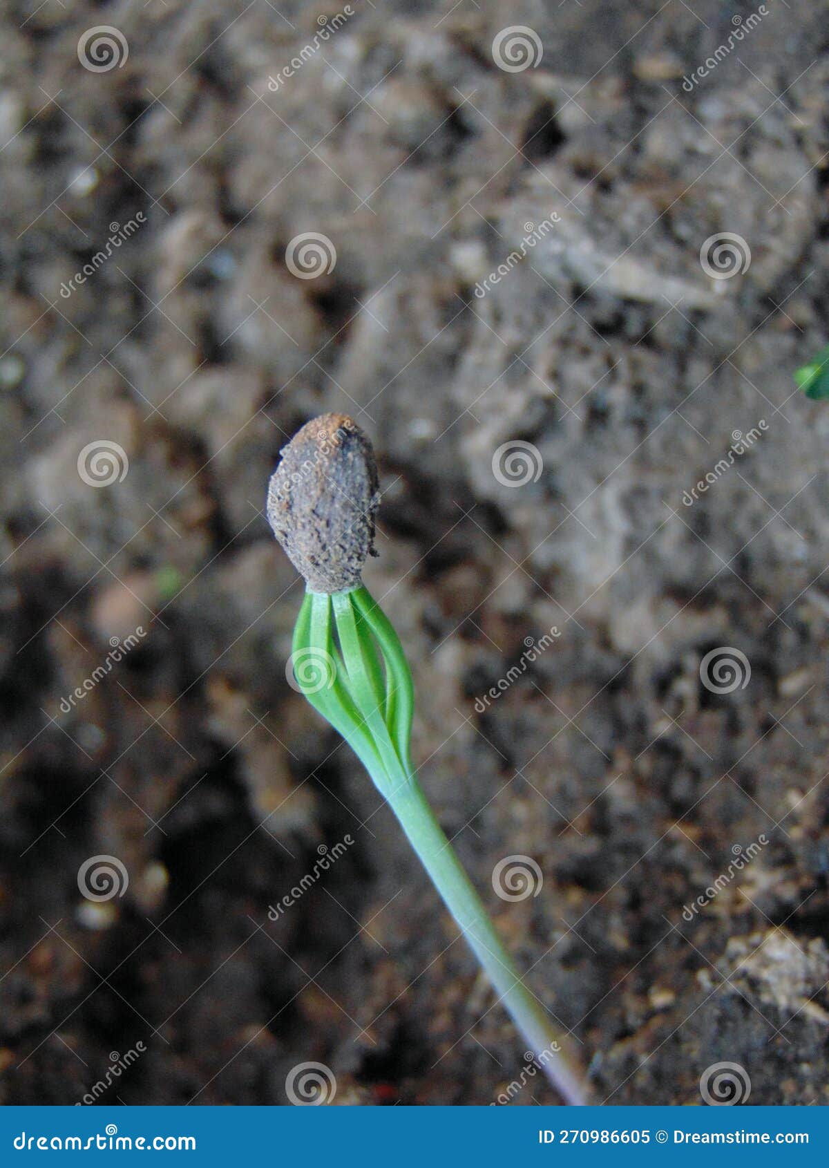 Pine tree seed germination stock image. Image of branch - 270986605