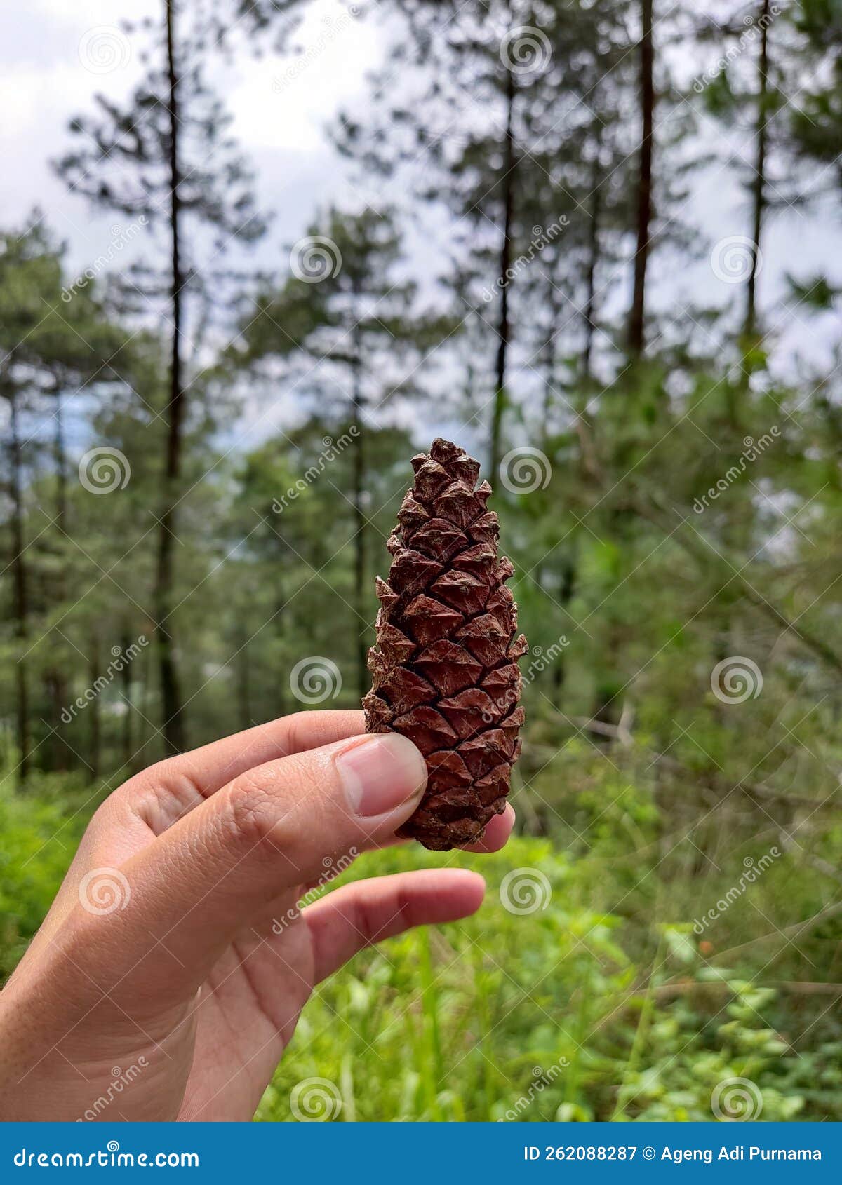 Pine Tree Seed in the Middle of Forest Stock Image - Image of forest ...