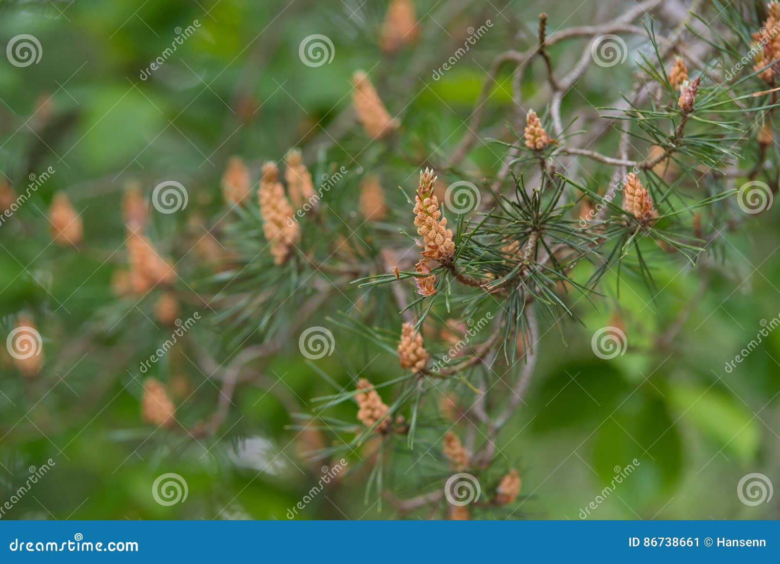 Pine tree seed stock image. Image of botany, nature, forestry - 86738661