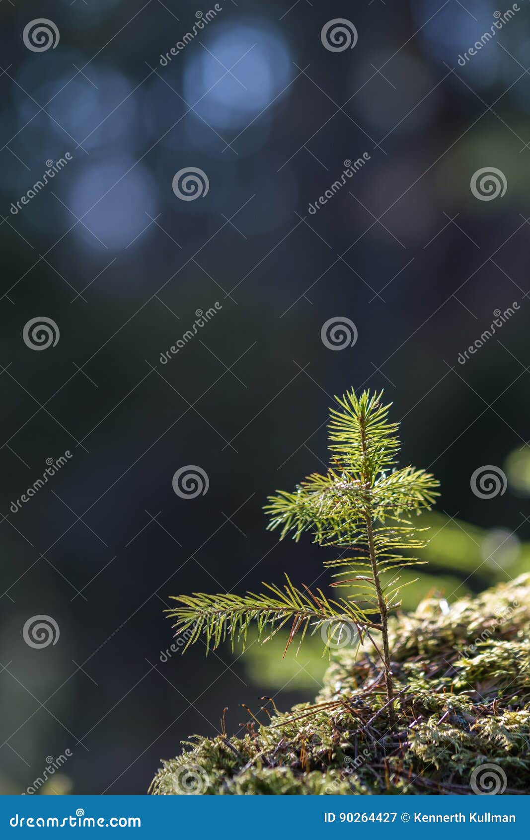 Pine tree seedling stock image. Image of nature, sprout - 90264427