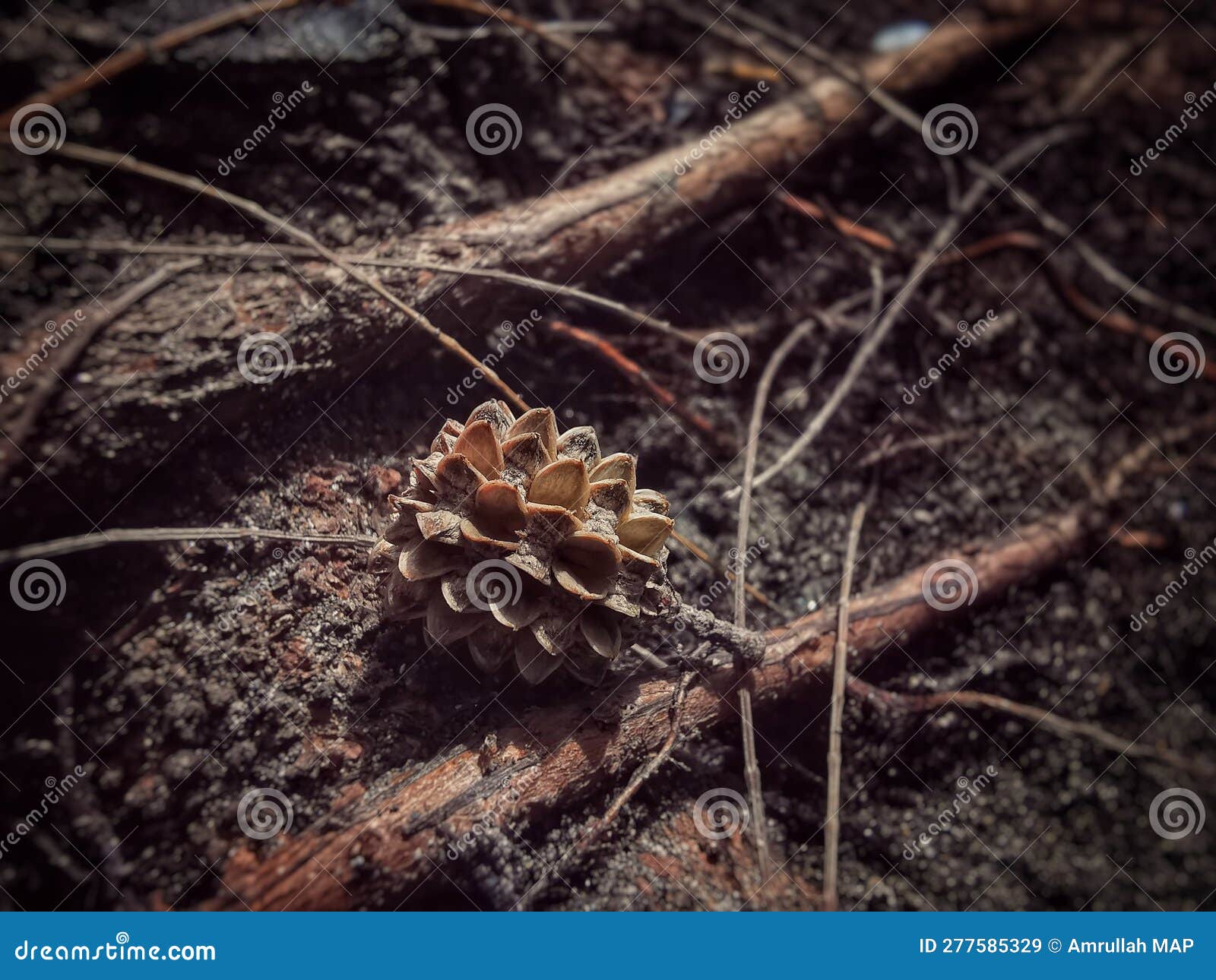 Pine Tree Seeds Fall on the Ground Stock Image - Image of ground, tree ...