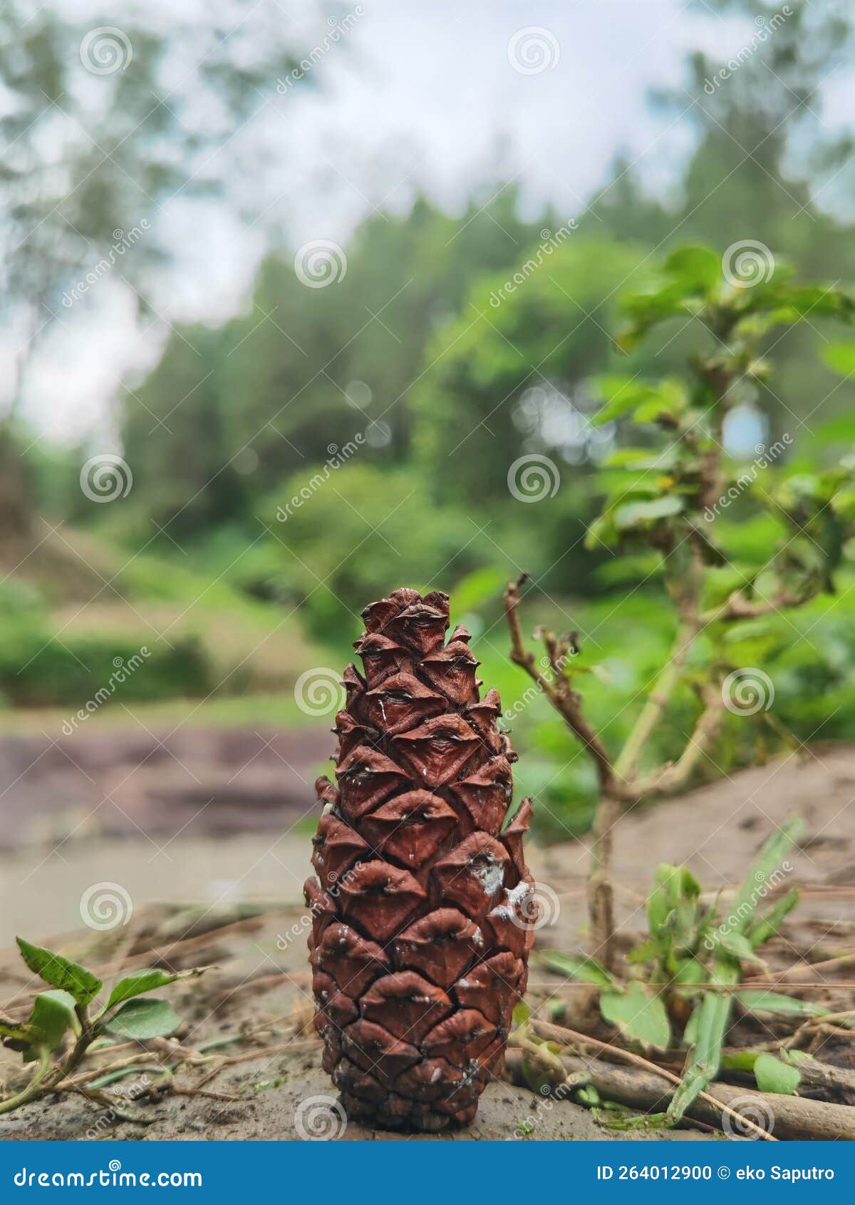 Pine Tree Seeds Falling from the Tree Stuck in the Ground Stock Photo ...