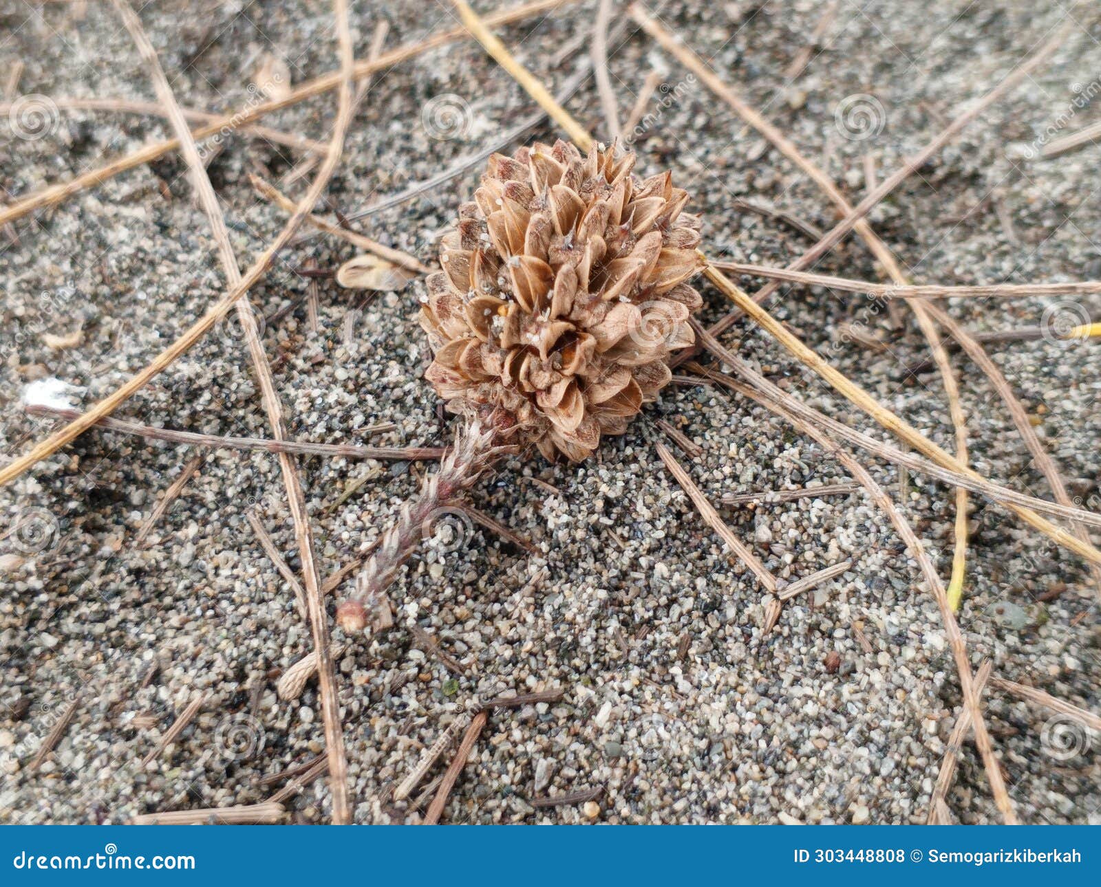 Pine Tree Seeds Scattered on the Beach Stock Photo - Image of scattered ...