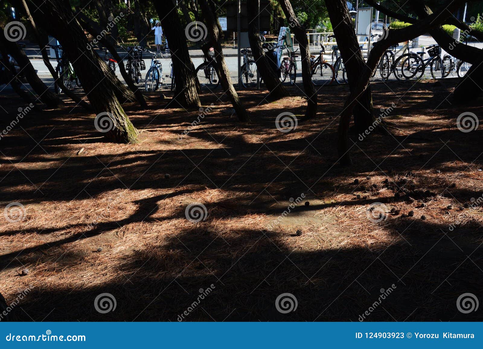 Pine tree shade stock image. Image of park, season, scene - 124903923