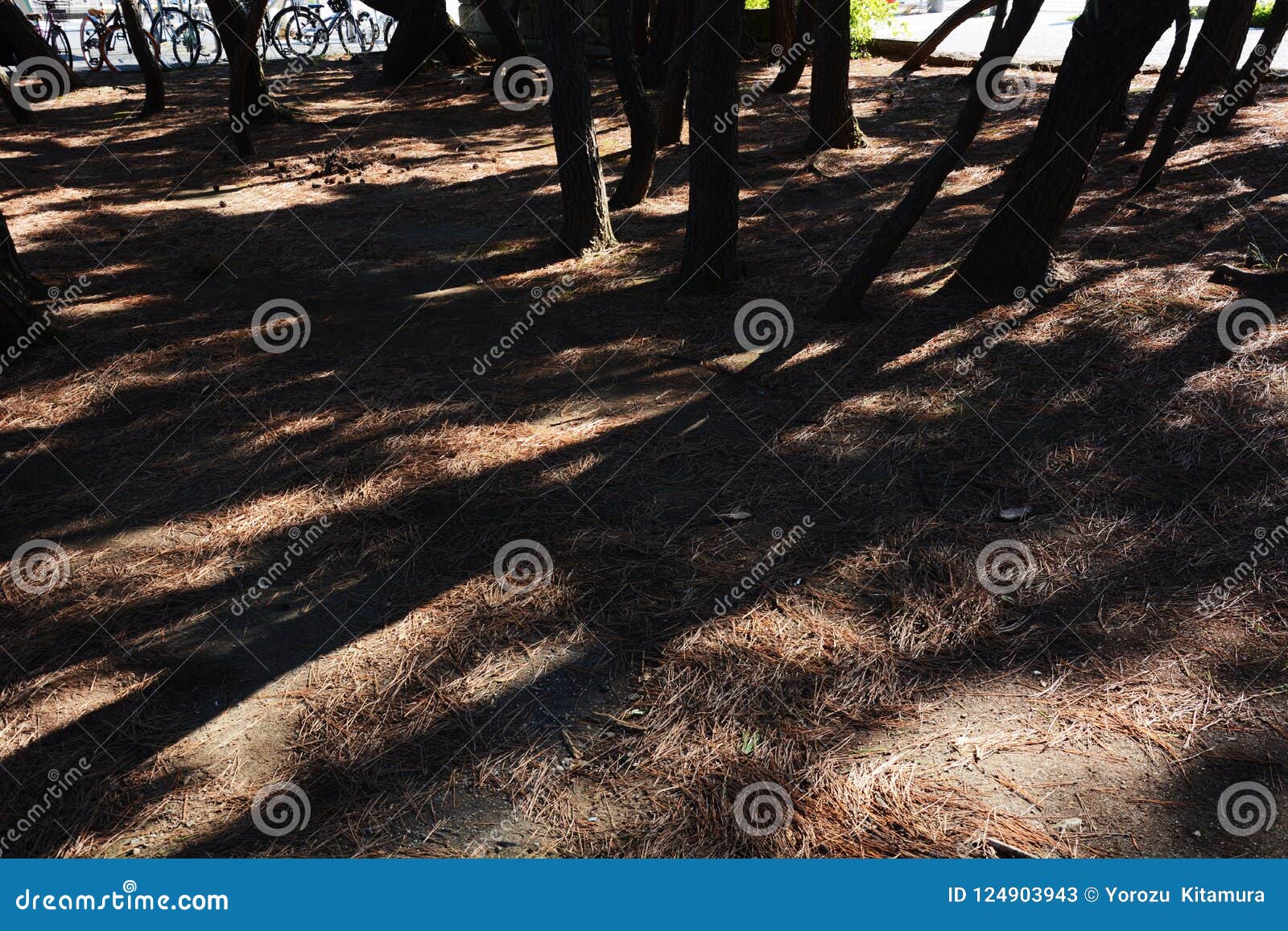Pine tree shade stock image. Image of pine, environment - 124903943