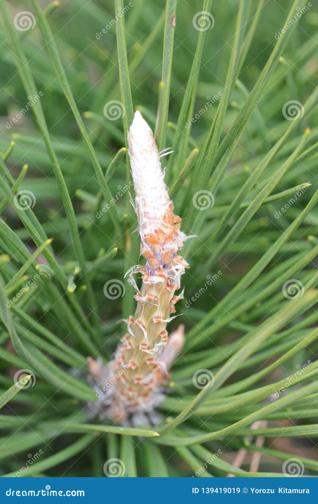 Pine tree shoots stock image. Image of outdoor, beautiful - 139419019