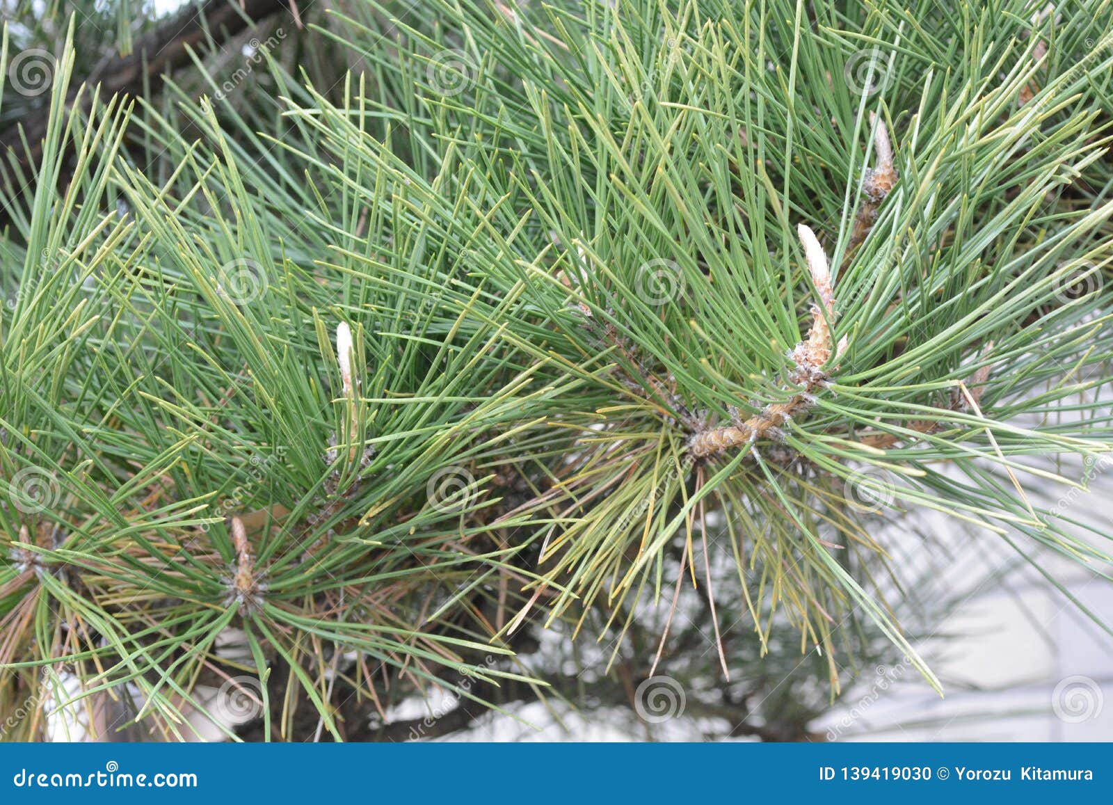 Pine tree shoots stock photo. Image of landscape, green - 139419030