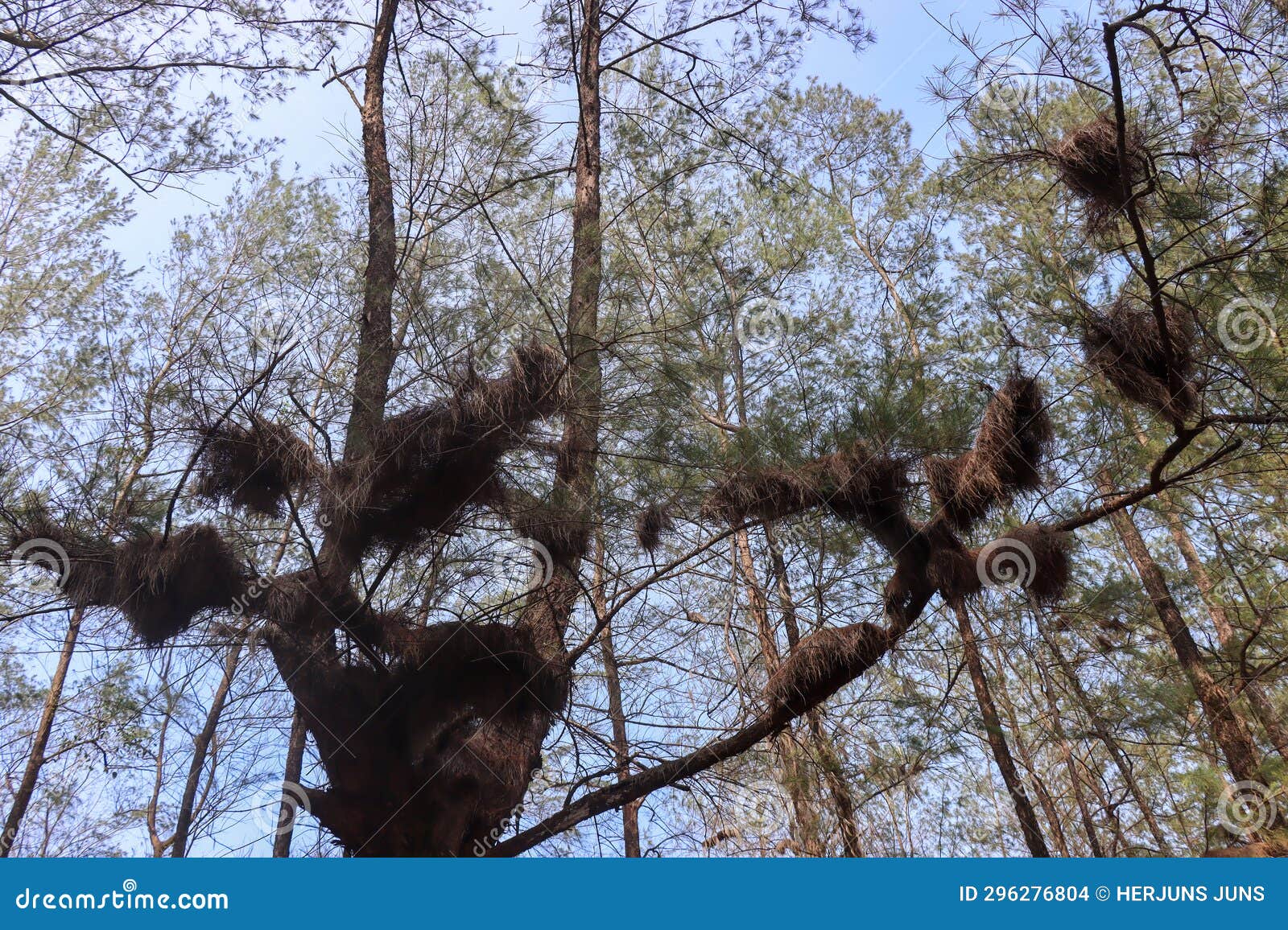 Pine Tree Side by the Long Beach Stock Photo - Image of tree, beach ...