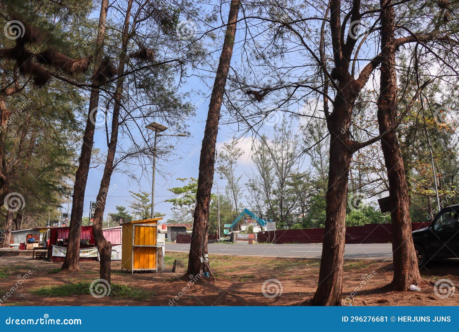Pine Tree Side of the Road and Blue Sky Stock Image - Image of pine ...