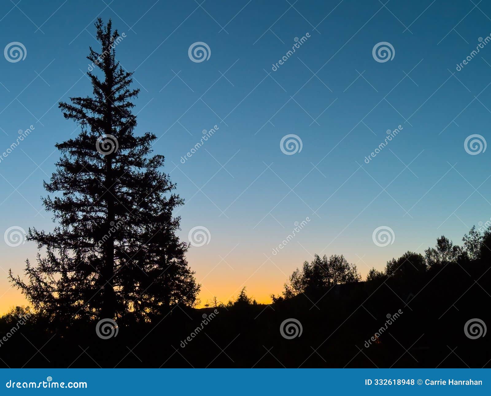 Pine Tree Silhouette on a Hillside with a Beautiful Evening Sk Stock ...