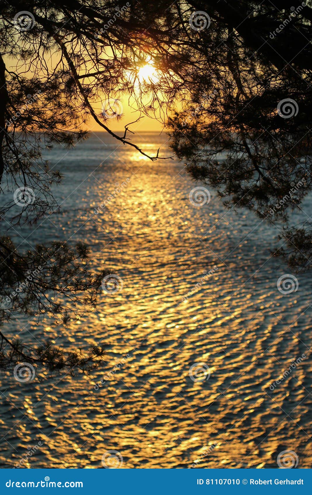 Pine Tree Silhouette with Golden Sunset Over the Sea Stock Photo ...